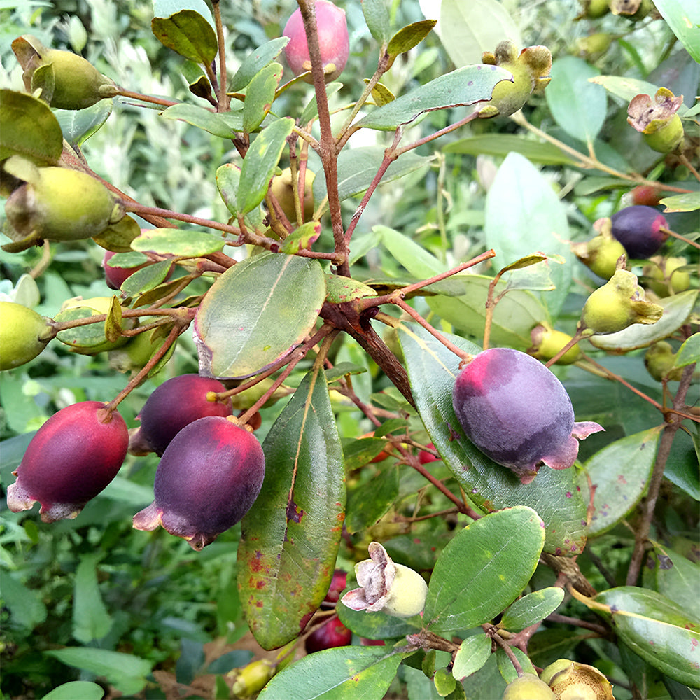 Tree & Shrubs – MUCIAKIE