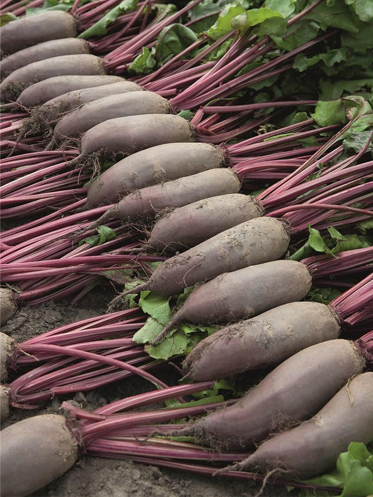 Bellfarm® ALTO Long-shaped Red Garden Beet Seeds – MUCIAKIE