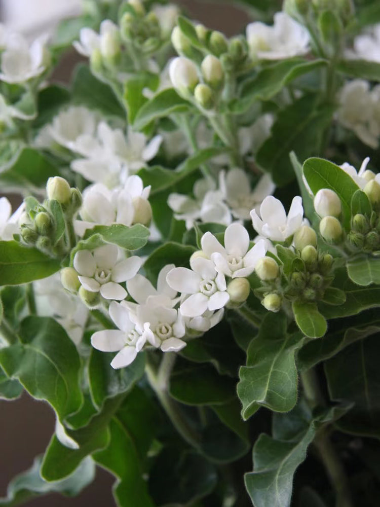Bellfarm® White Tweedia Seeds – MUCIAKIE