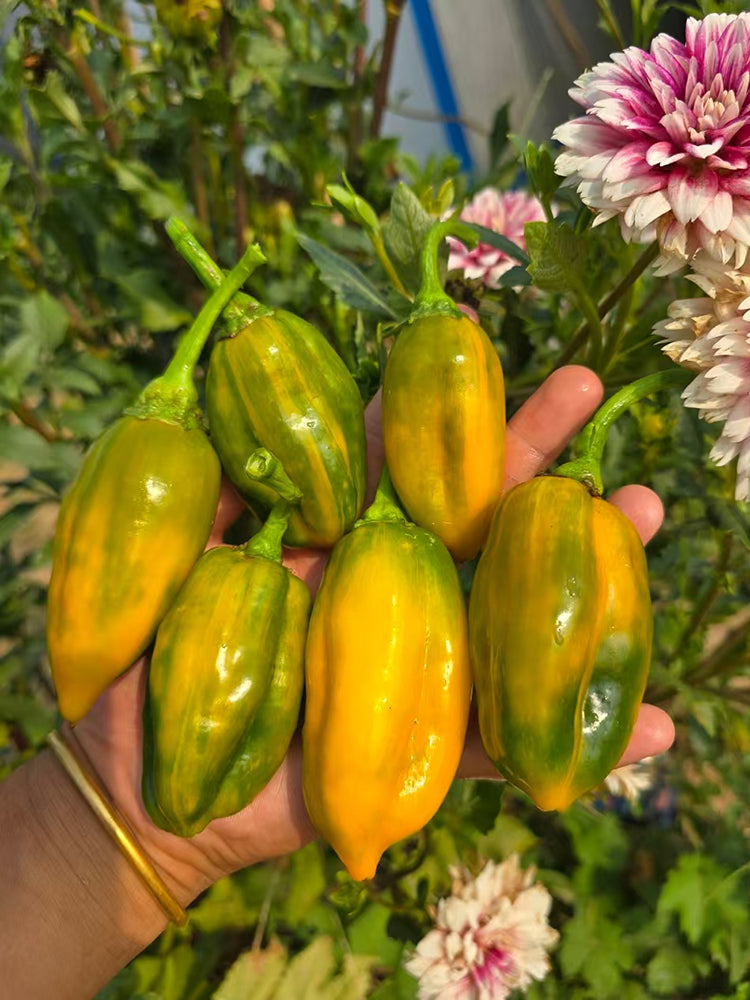 Bellfarm® 'Avalon Variegated F6' Pepper Seeds – MUCIAKIE