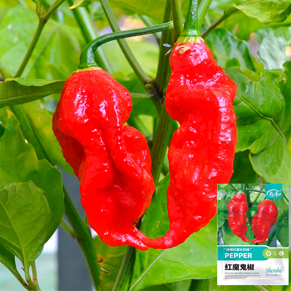Chili Devils Tongue Red Hot Pepper Seeds – MUCIAKIE
