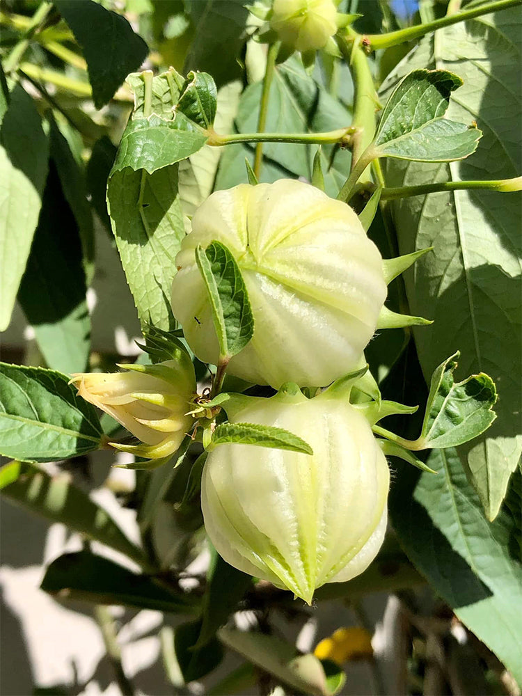 Bellfarm® White Roselle Seeds (Hibiscus sabdariffa) – MUCIAKIE