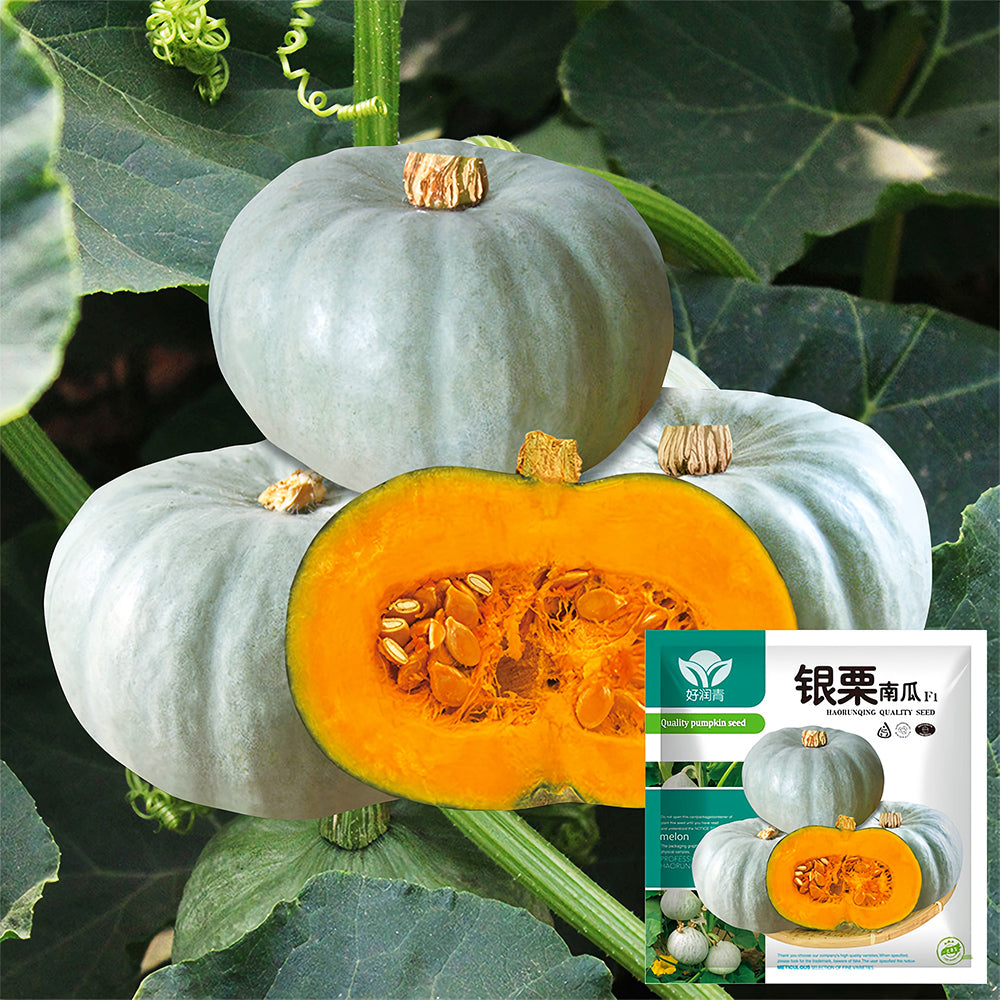 Silver Chestnut Pumpkin Hybrid Seeds – MUCIAKIE