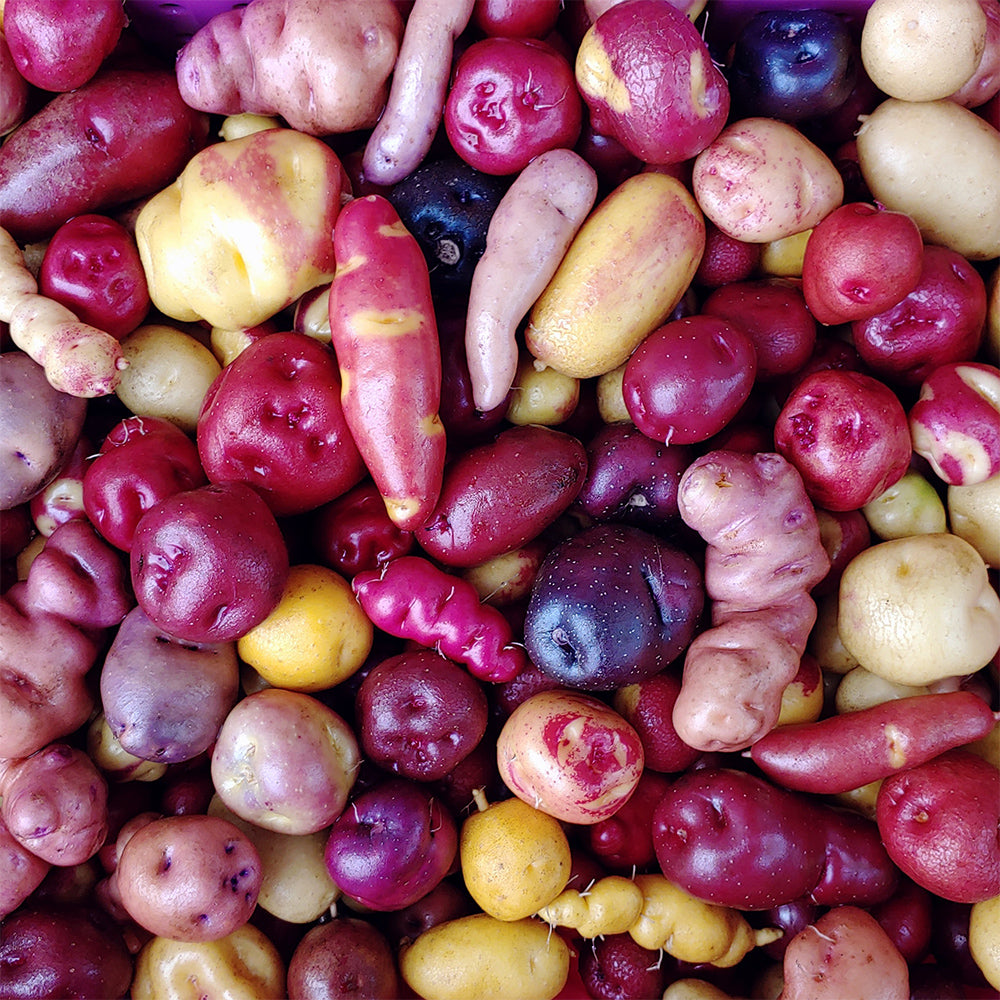 Peruvian Andean Potato Seeds – MUCIAKIE