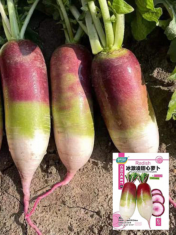 Bellfarm® Ice Cream Radish Seeds – MUCIAKIE