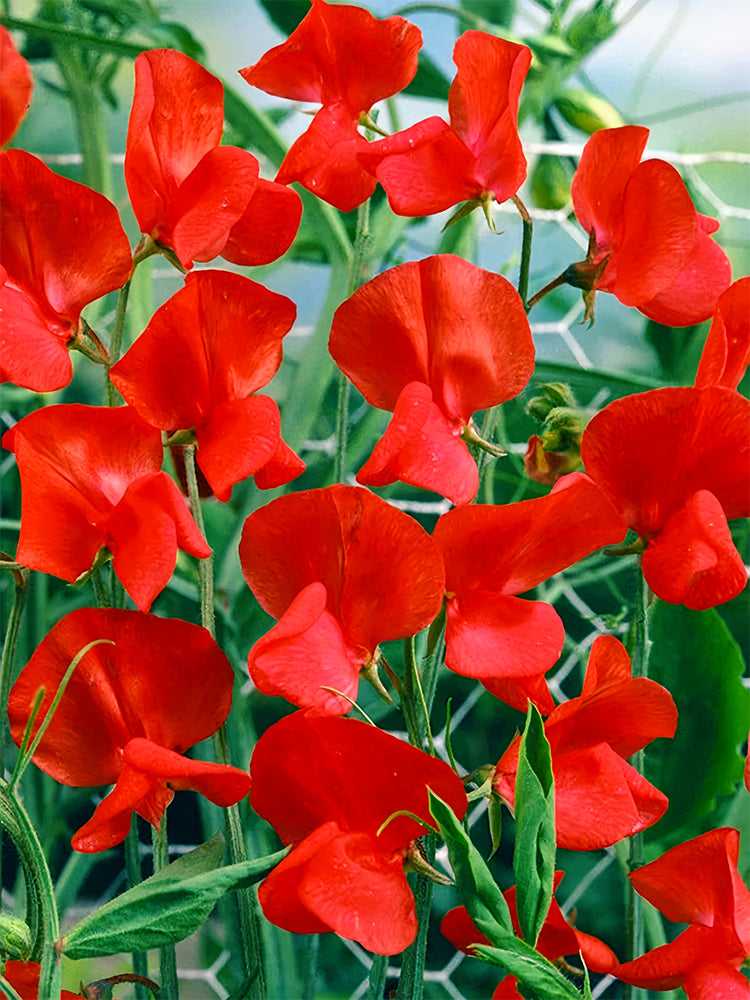 Bellfarm® Tall Sweet Pea, Red – MUCIAKIE