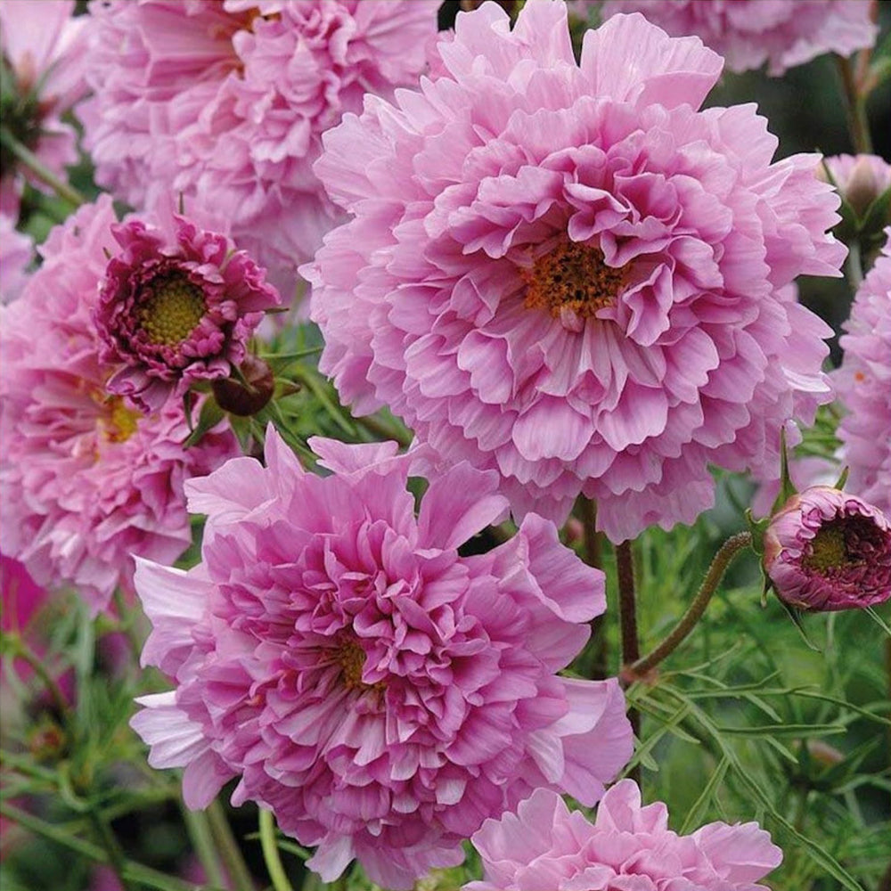 Cosmos bipinnatus 'Double Click Rose Bonbon' – MUCIAKIE