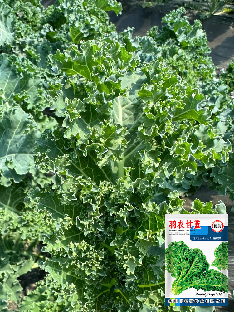 Bellfarm® Curly Kale Seeds – MUCIAKIE