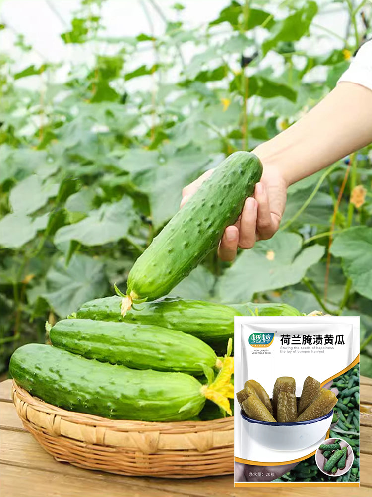 Bellfarm® Dutch Pickling Cucumber Seeds – MUCIAKIE