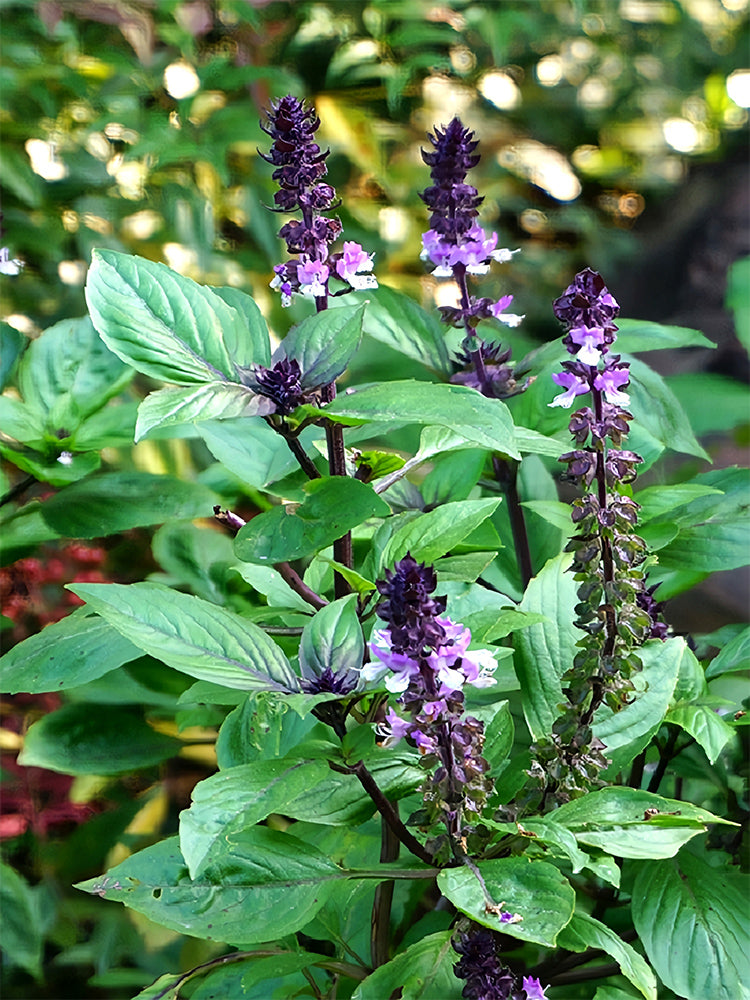 Bellfarm® Clove Basil Seeds – MUCIAKIE
