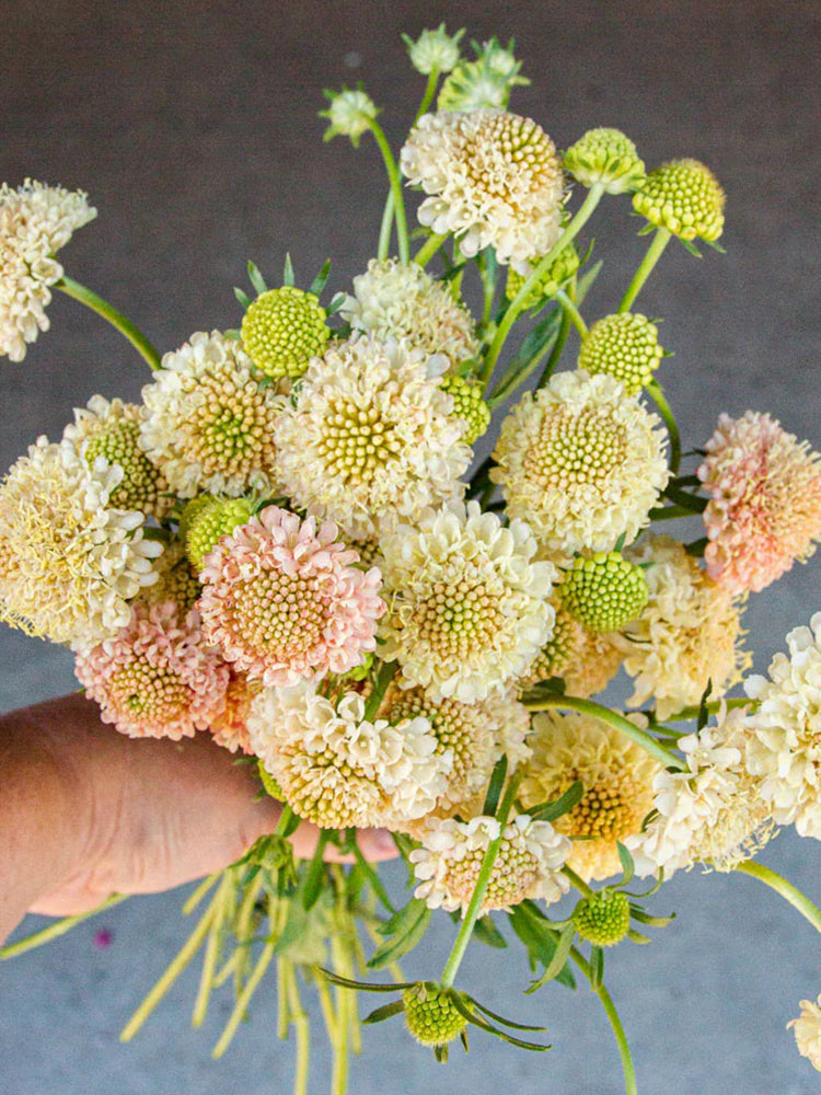 Bellfarm® Scabiosa Atropurpurea 'Fata Morgana' – MUCIAKIE