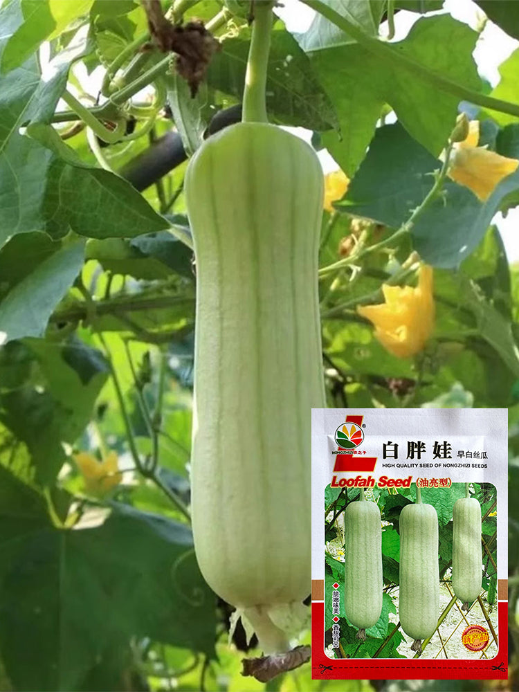 Bellfarm® Baipangwa White Luffa Seeds – MUCIAKIE