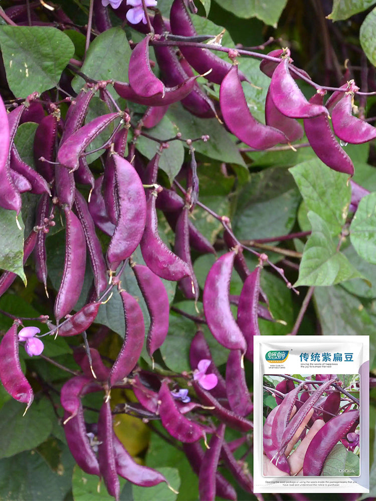 Bellfarm® Xishuai Purple Hyacinth Bean Seeds – MUCIAKIE