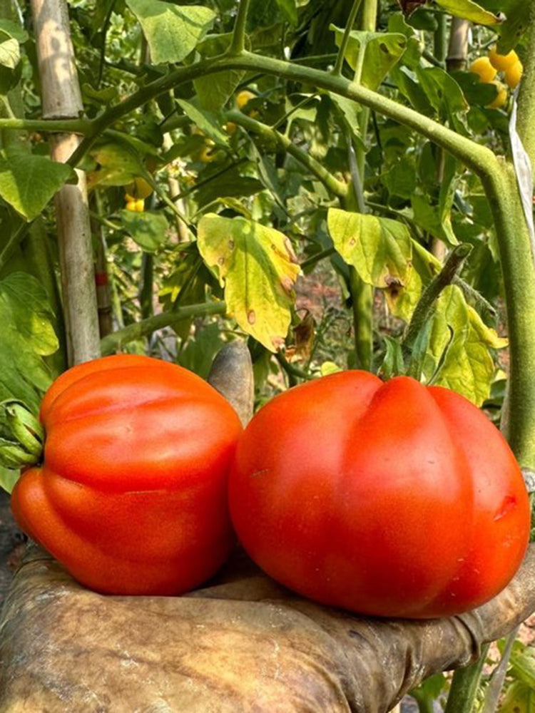 Bellfarm® CORAZON Fleshy Tomato Seeds – MUCIAKIE