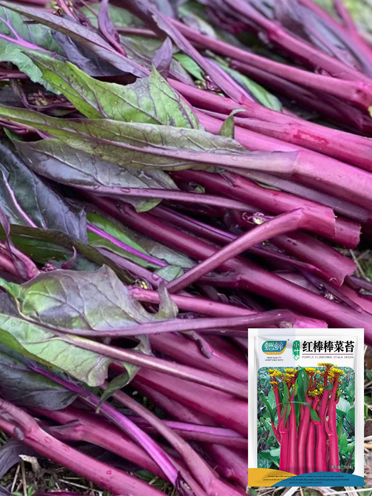 Bellfarm® Xishuai Purple Stem Mustard Seeds – MUCIAKIE