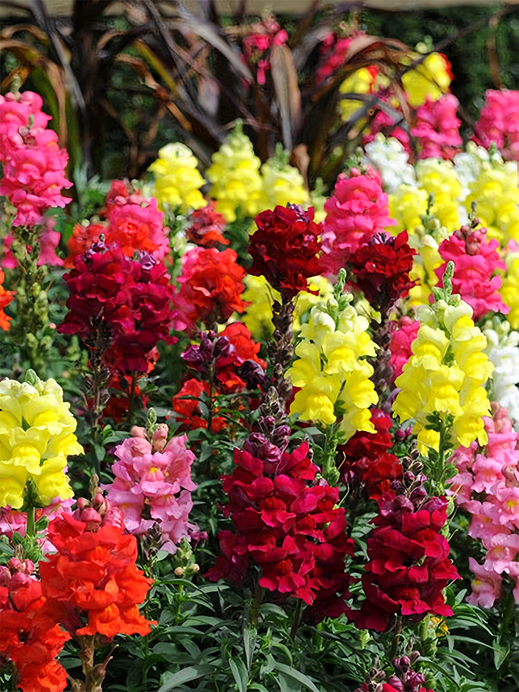 Dwarf Snapdragon, Mixed – MUCIAKIE