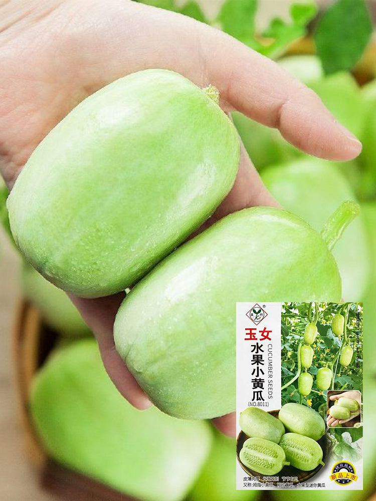 Bellfarm® Yunü Mini Fruit Cucumber Seeds – MUCIAKIE