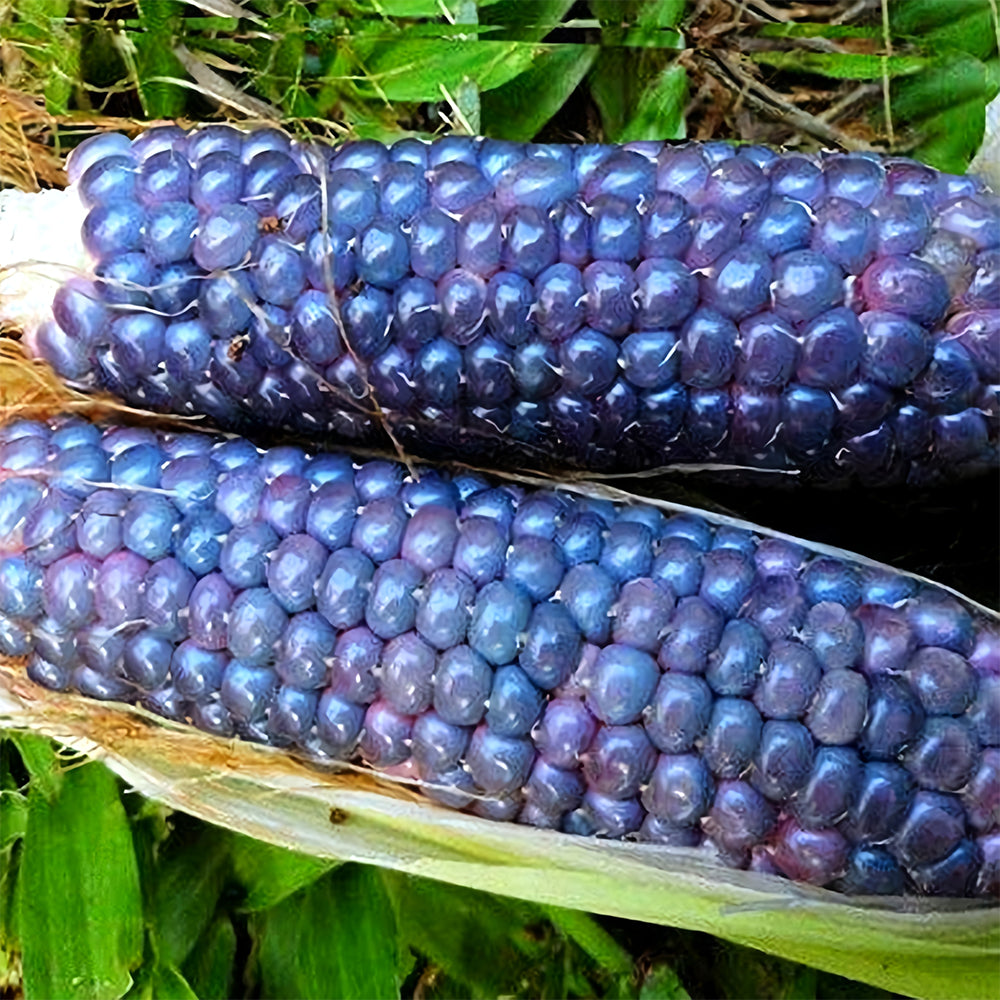 Kids' Choice: 4 Baby Blue Jade Corn Seeds – MUCIAKIE