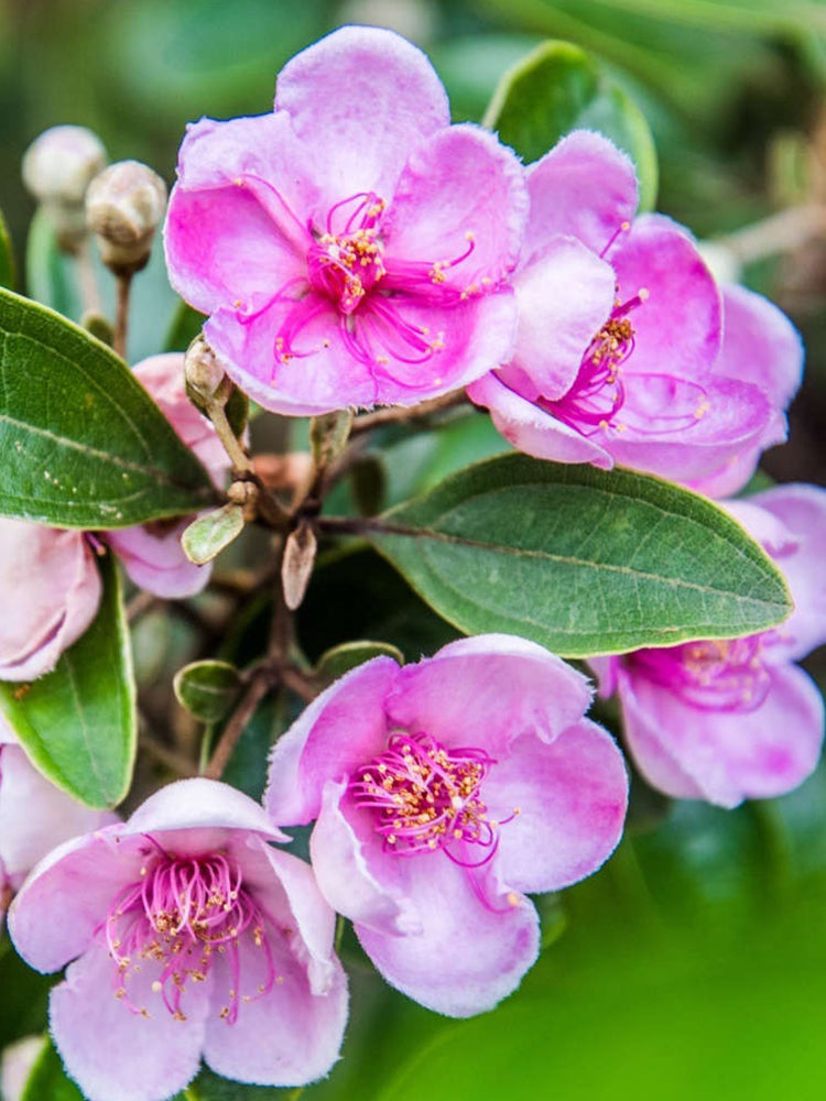 Premium Rhodomyrtus Tomentosa Seeds – MUCIAKIE