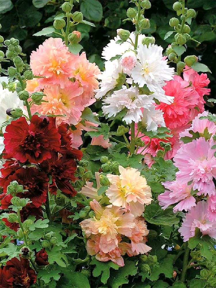 Bellfarm® Dwarf Alcea, Mixed Dual – MUCIAKIE