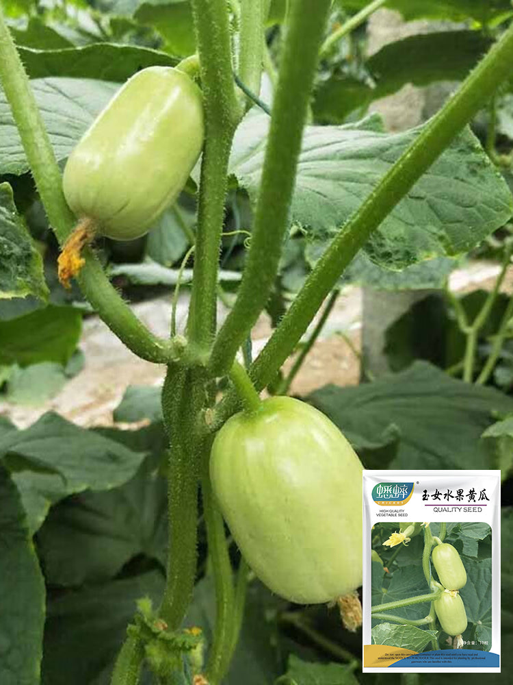 Bellfarm® Jade Maiden Cucumber Seeds – MUCIAKIE