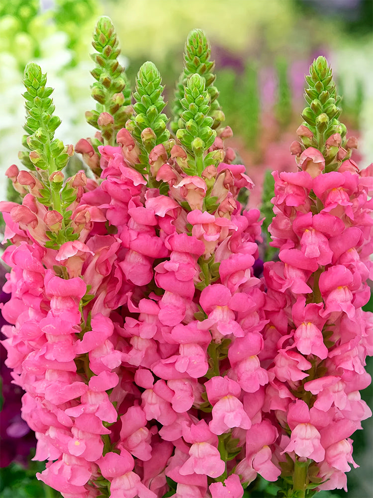 Tall Snapdragon, Pink – MUCIAKIE