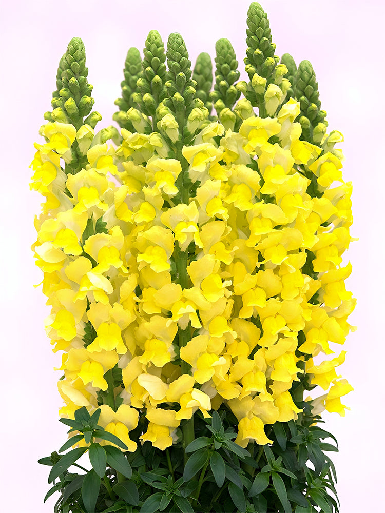 Tall Snapdragon, Yellow – MUCIAKIE