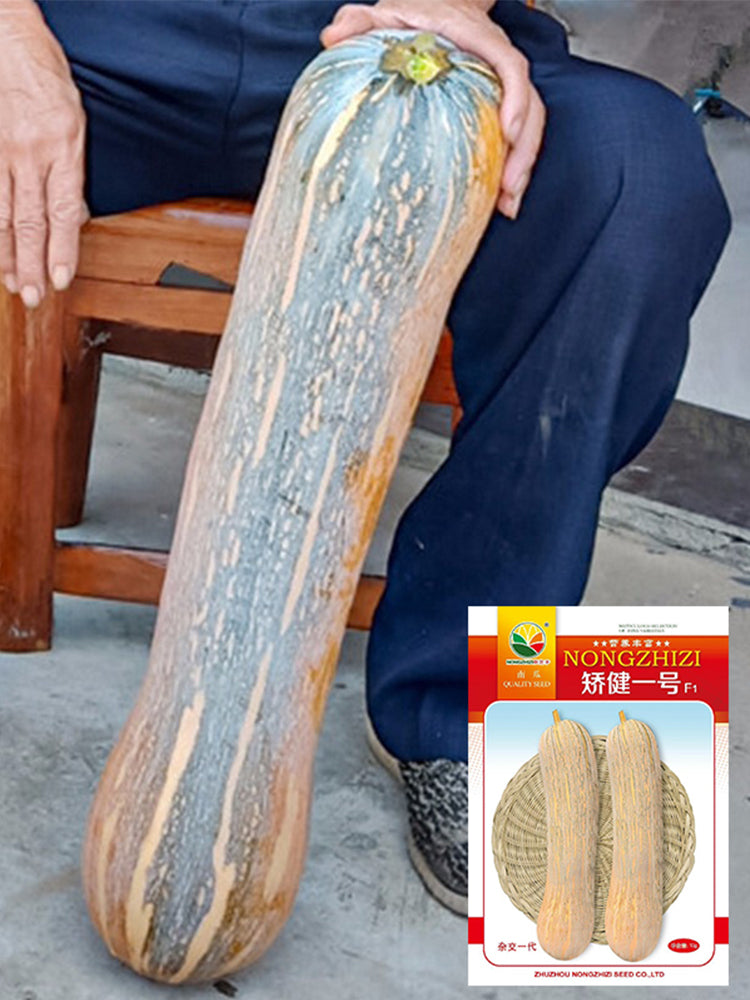 Bellfarm® Jiaojian No.1 Pumpkin Seeds – MUCIAKIE