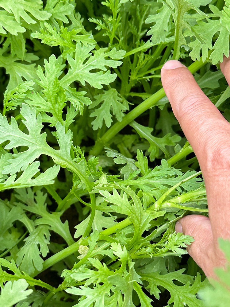 Bellfarm® 'Emperor's Vegetable' Seeds – MUCIAKIE