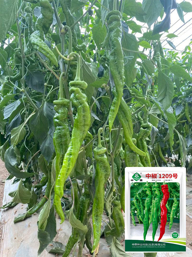 Bellfarm® Screw Pepper No. 1209 Seeds – MUCIAKIE