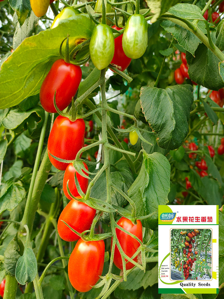 Bellfarm® 'Royal Pearl Peanut' Tomato Seeds – MUCIAKIE