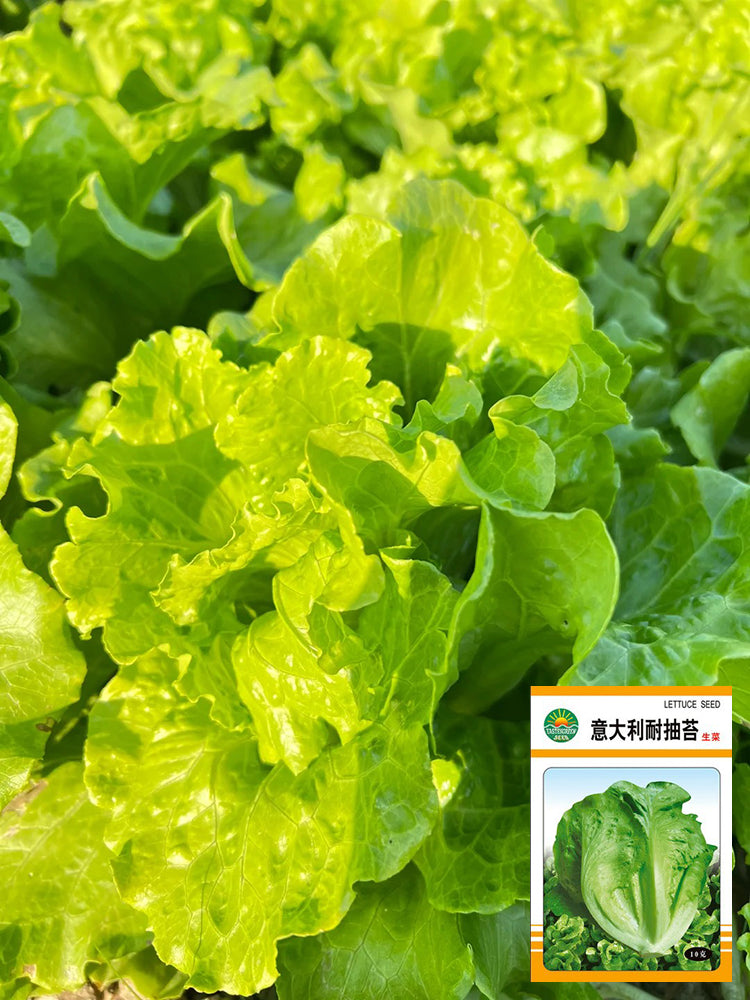 Bellfarm® Italian Slow-Bolt Lettuce Seeds – MUCIAKIE