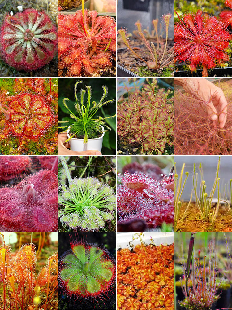 Bellfarm® Premium Drosera Seeds Mix – 20 Fresh Carnivorous Plant ...