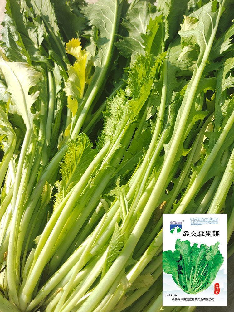 Bellfarm® Hybrid Potherb Mustard Seeds – MUCIAKIE