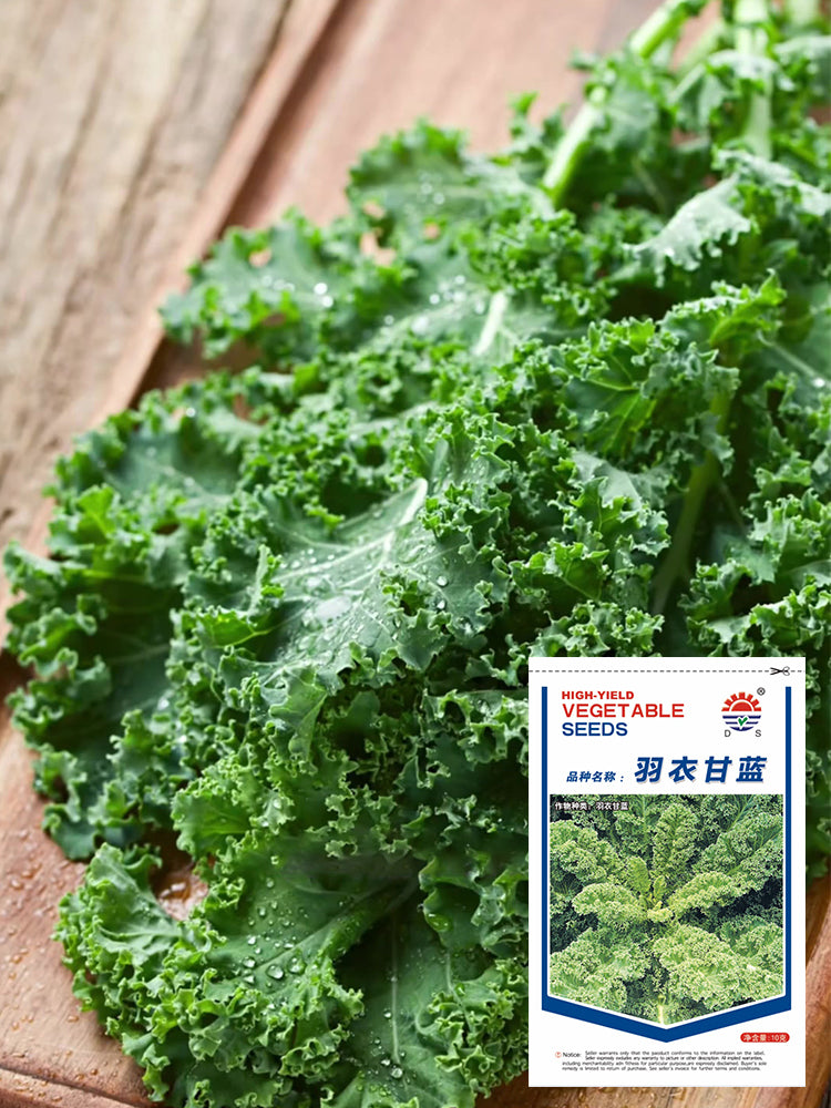 Bellfarm® Curly kale Seeds – MUCIAKIE