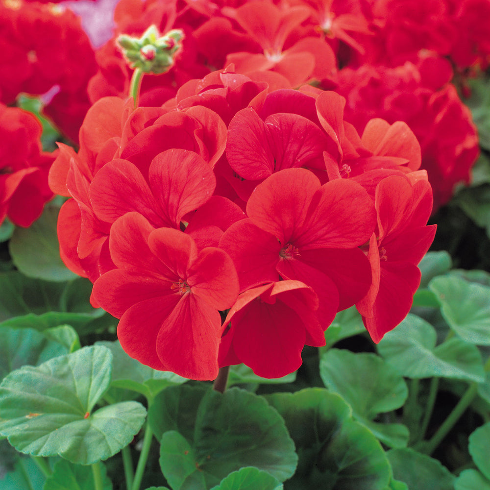Geranium Seeds - Fire Queen F1 – MUCIAKIE