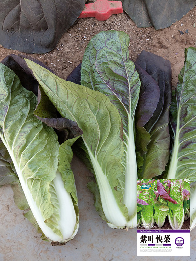 Bellfarm® Purple-leaf Quick-growing Bok Choy Seeds – MUCIAKIE