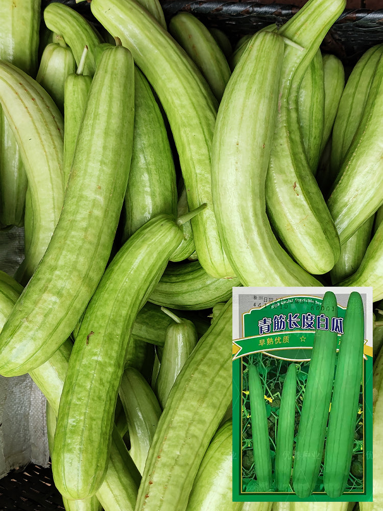 Bellfarm® Green-veined Oriental Pickling Melon Seeds – MUCIAKIE