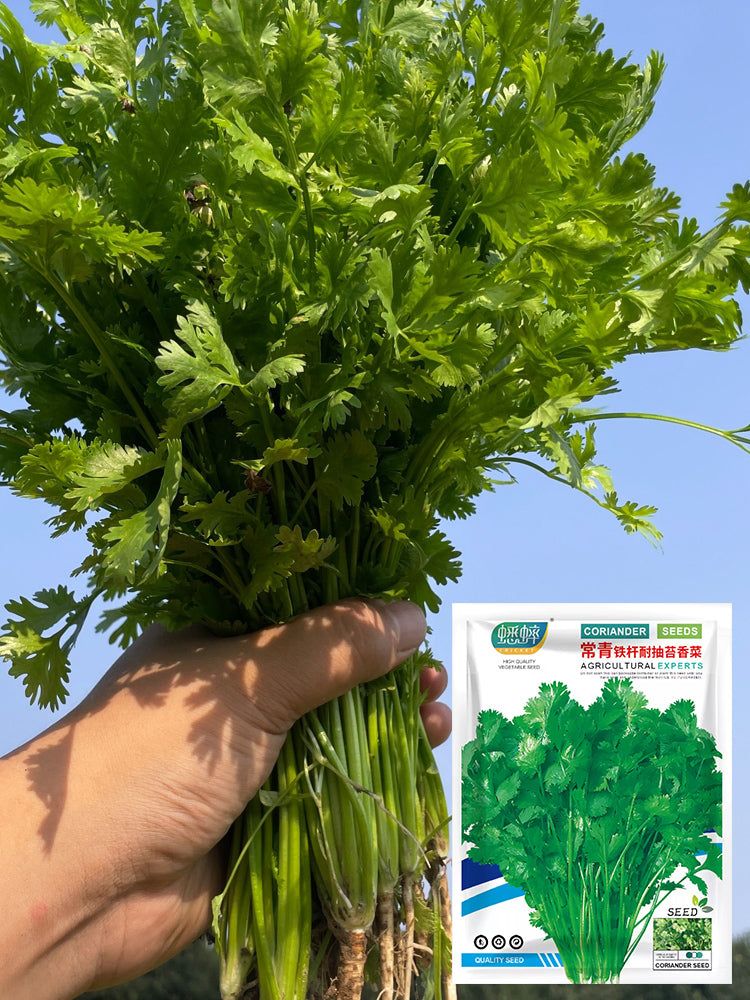 Bellfarm® Evergreen Iron Stem Cilantro Seeds – MUCIAKIE