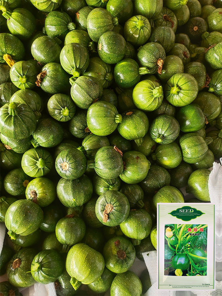 Bellfarm® Black Pearl Round Zucchini Seeds – MUCIAKIE