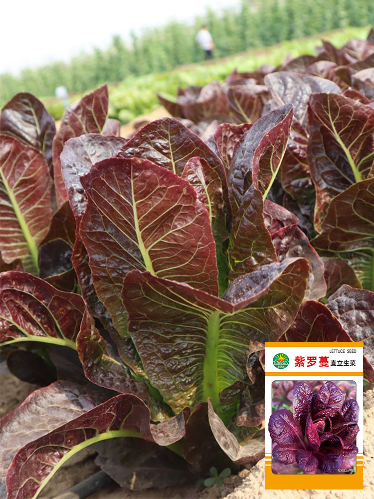 Bellfarm® Purple Roman Lettuce Seeds – MUCIAKIE