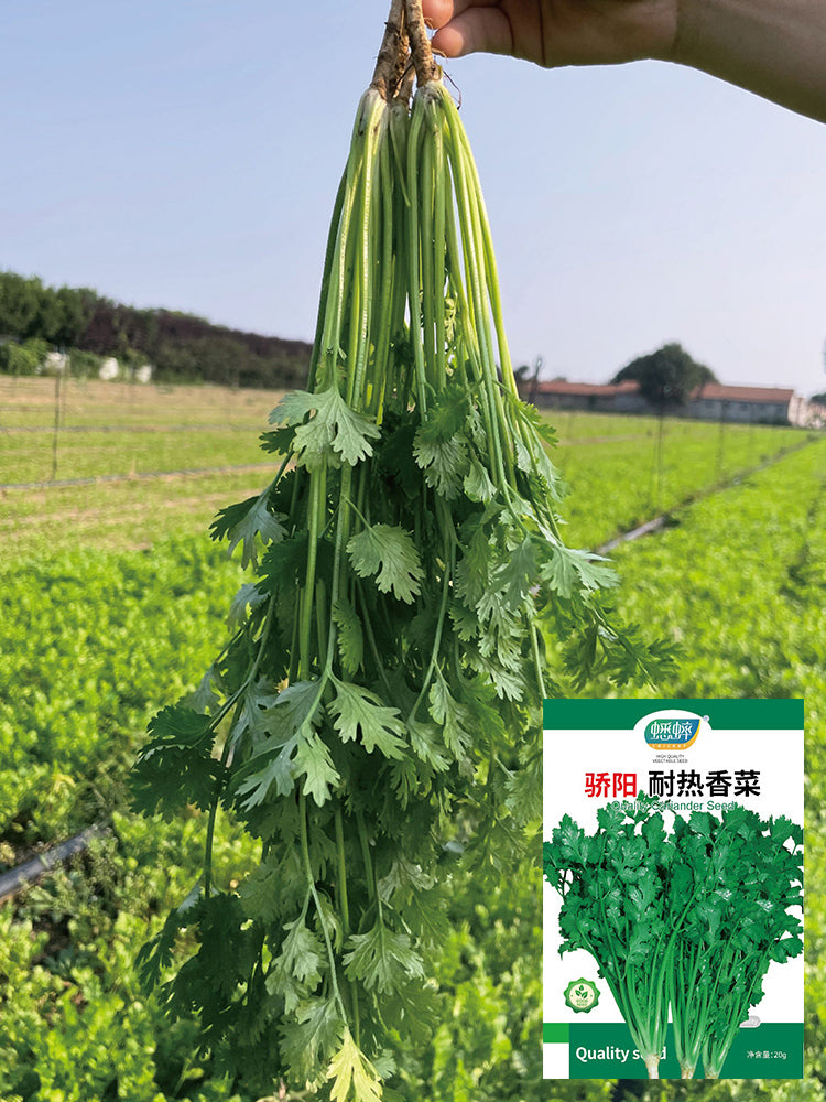 Bellfarm® Heat-Tolerant Cilantro Seeds – MUCIAKIE