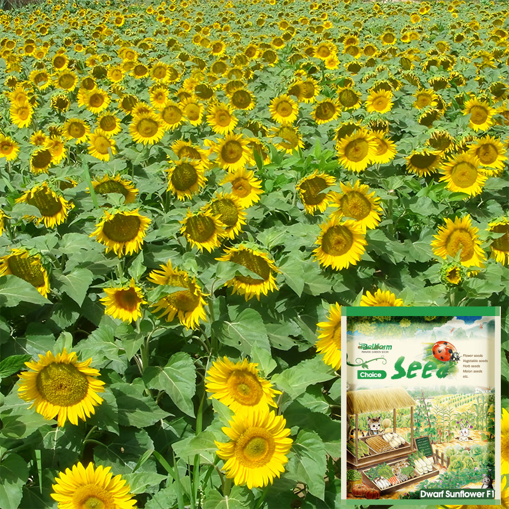 Bellfarm® Sunflower F1 Seeds (35cm Tall) – MUCIAKIE